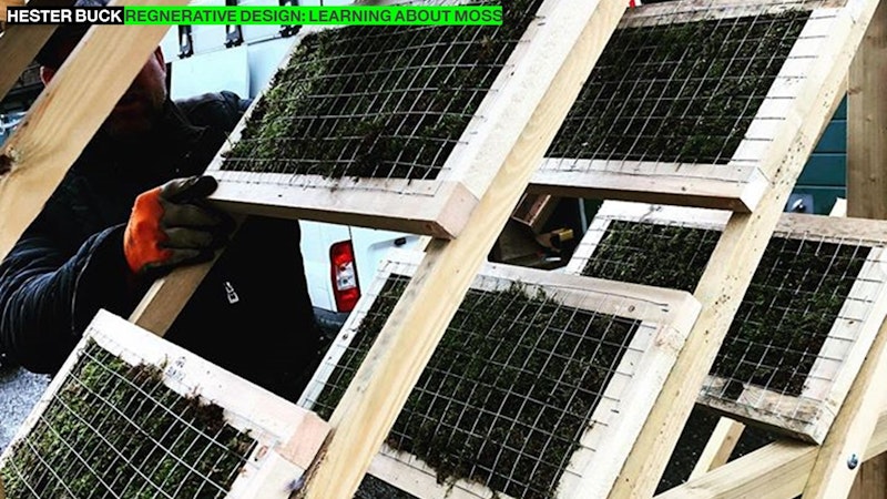 Breathing moss : Moss filters the air, improving the air quality as it ...