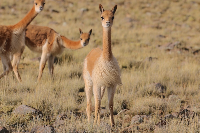 The genetic history of the vicuña and the guanaco revealed - News ...