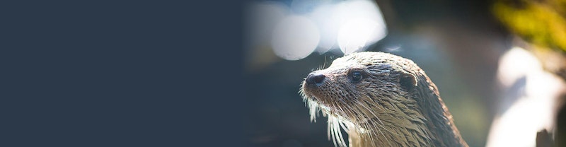 Nature recovery and emerging risks - Wye and Usk Observatory - Cardiff ...