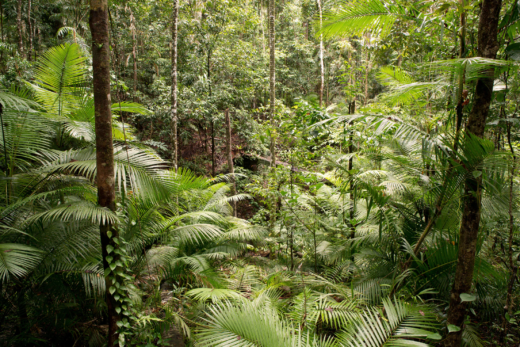 Using tropical rainforests to treat infection - School of Medicine ...